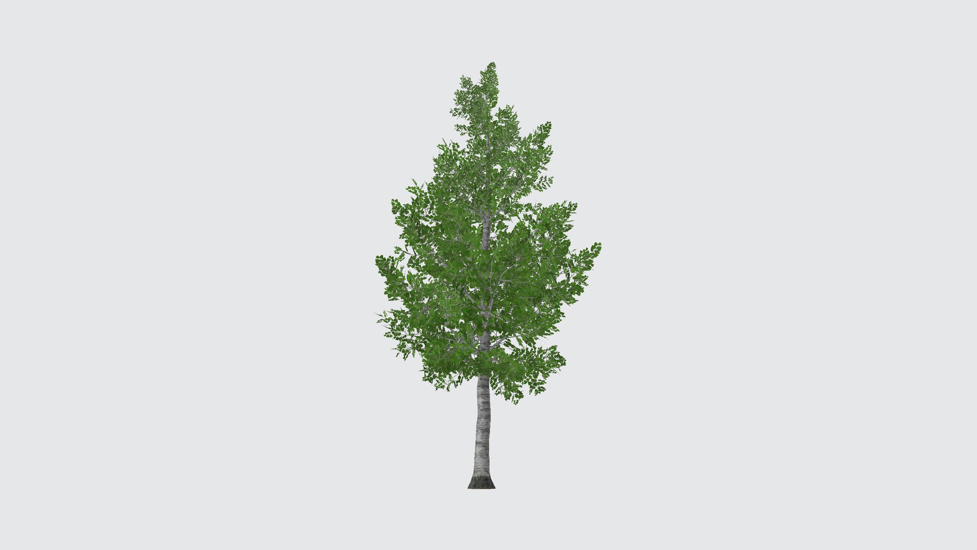 Birch Tree Model - TurboSquid 2331165
