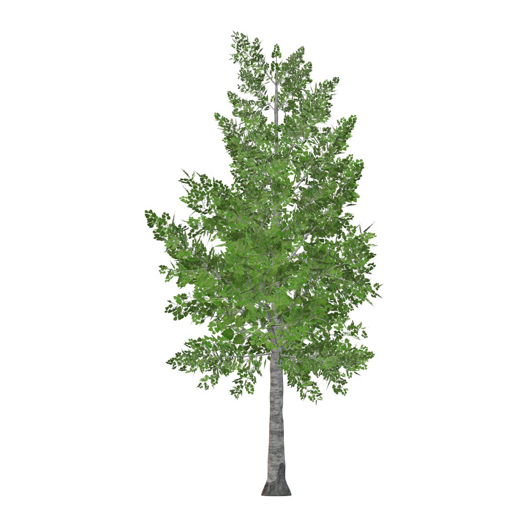 Birch Tree Model - TurboSquid 2331165