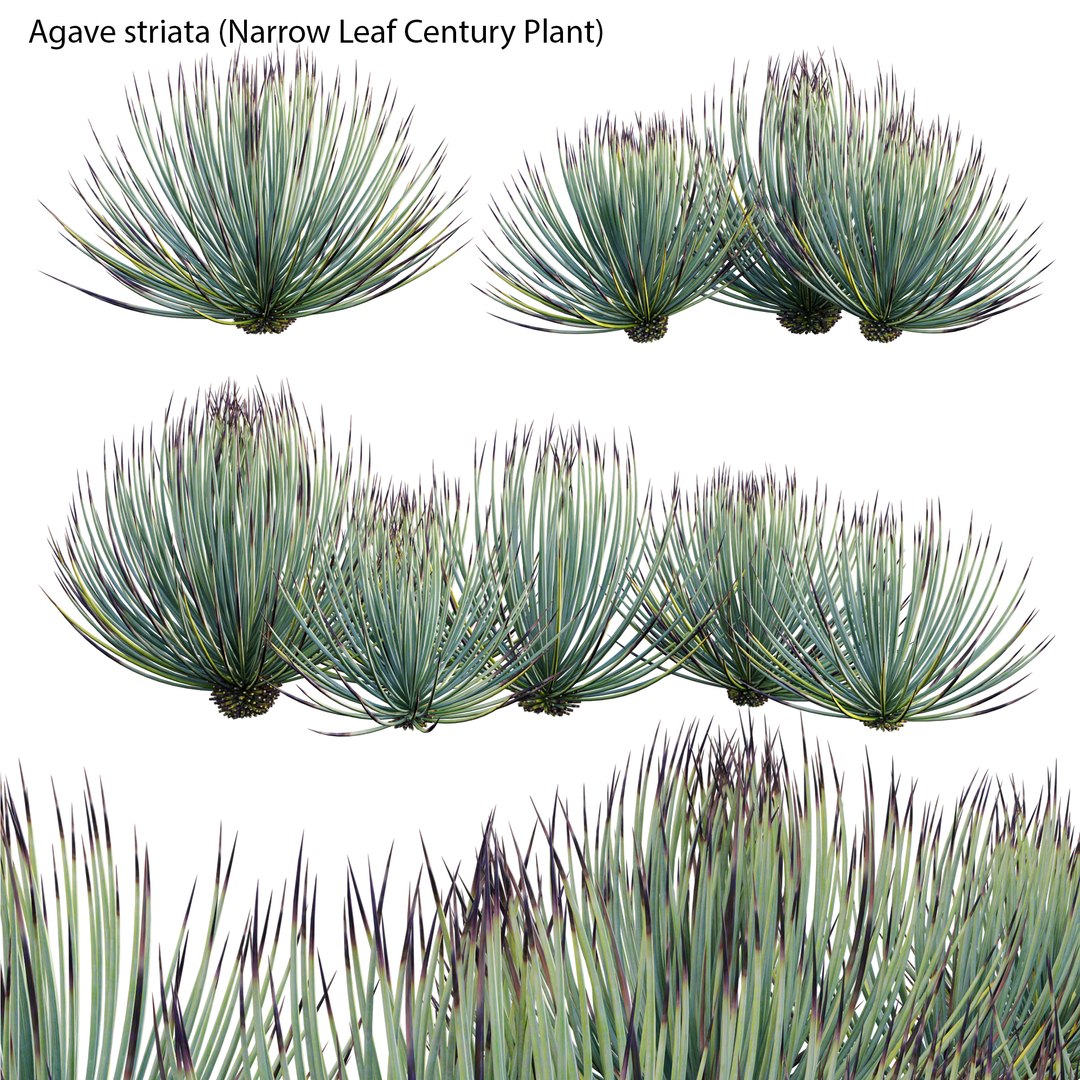 3D Agave Striata - Narrow Leaf Century Plant - TurboSquid 2053105