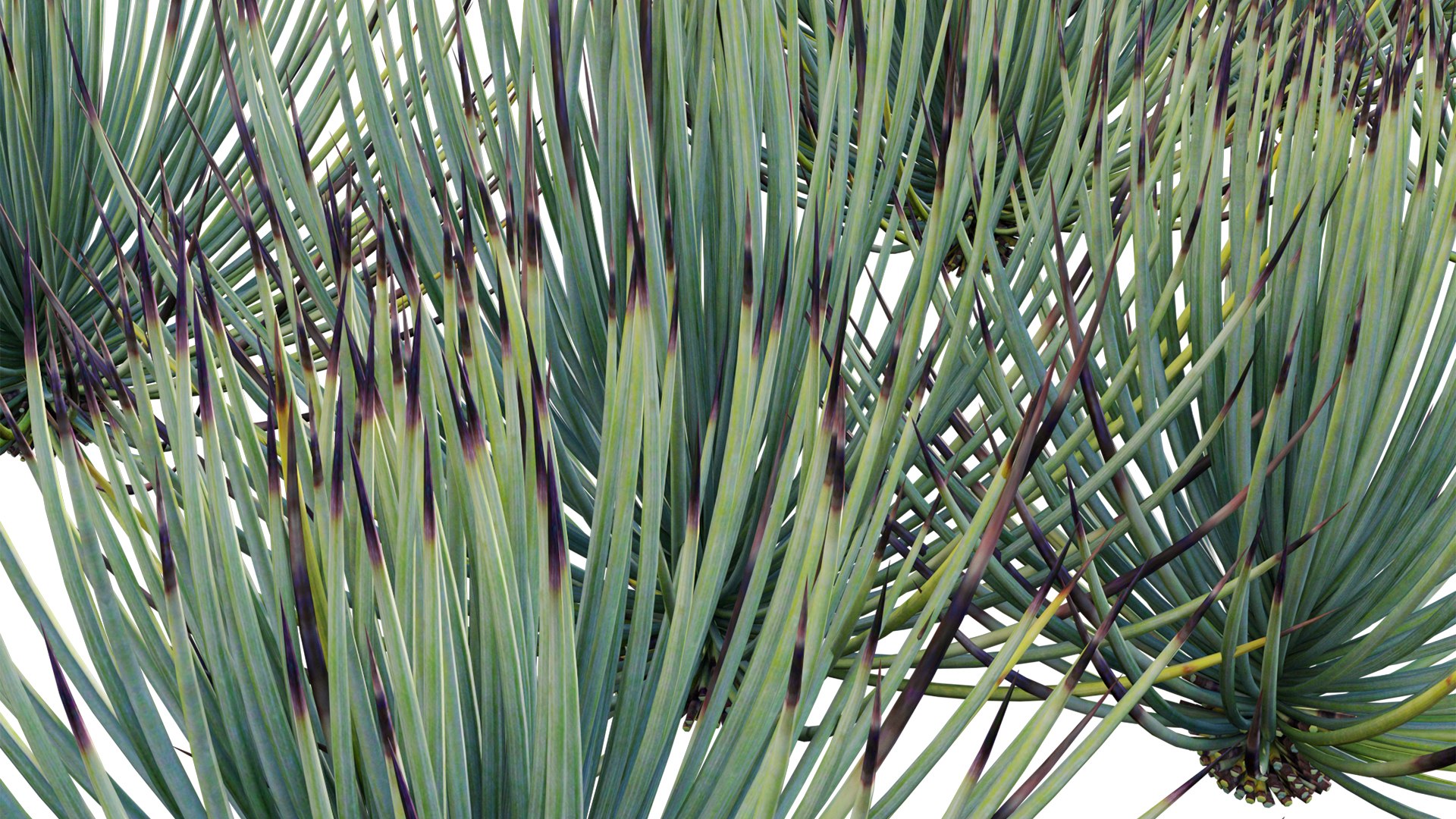 3D Agave Striata - Narrow Leaf Century Plant - TurboSquid 2053105