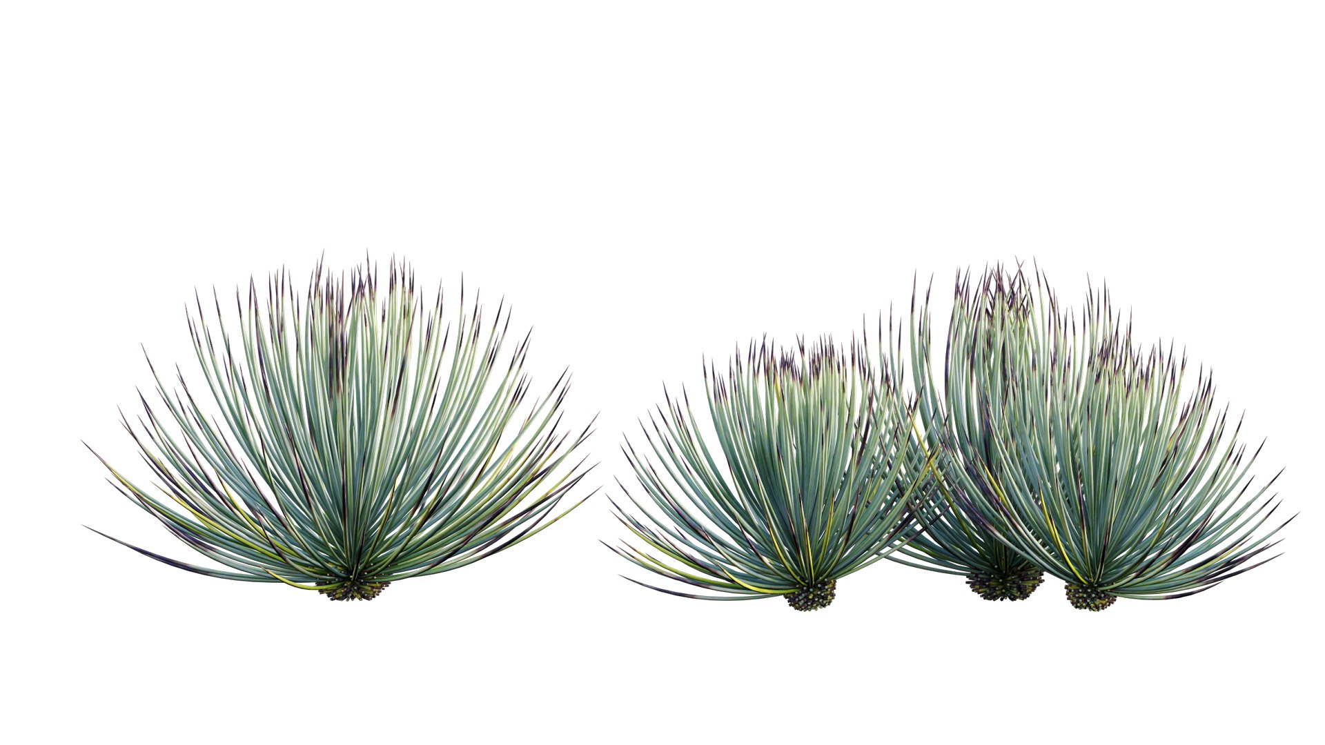 3D Agave Striata - Narrow Leaf Century Plant - TurboSquid 2053105