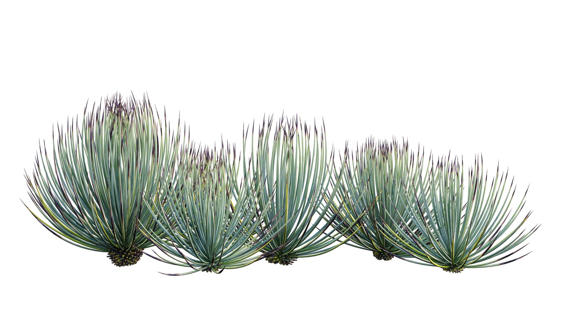 3D Agave Striata - Narrow Leaf Century Plant - TurboSquid 2053105