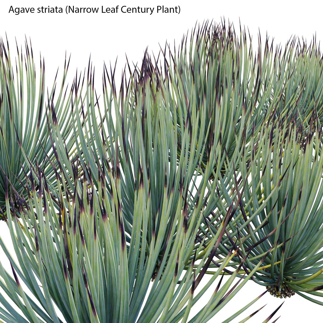 3D Agave Striata - Narrow Leaf Century Plant - TurboSquid 2053105
