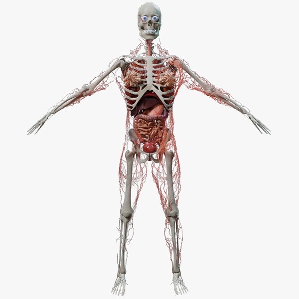 Complete Female Anatomy Blender Models for Download | TurboSquid