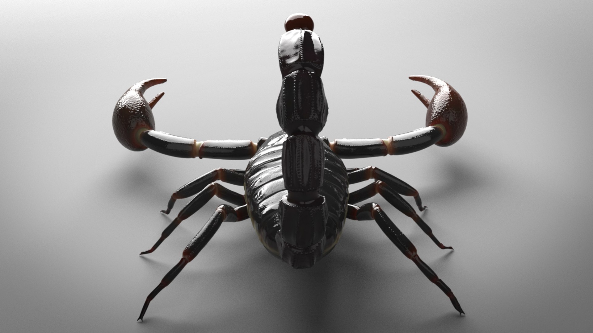 Scorpion Rig Animation 3d Model