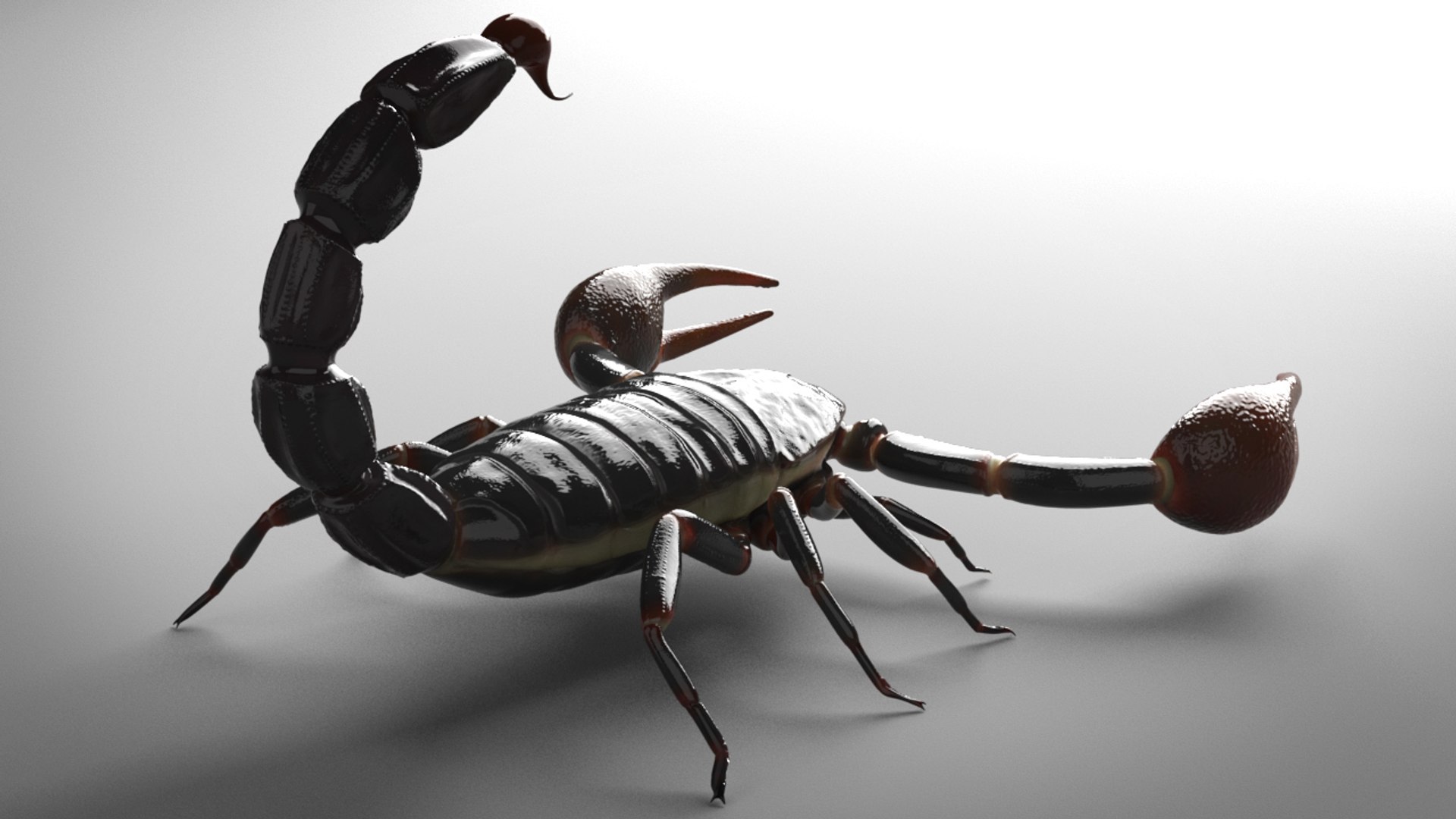Scorpion Rig Animation 3d Model