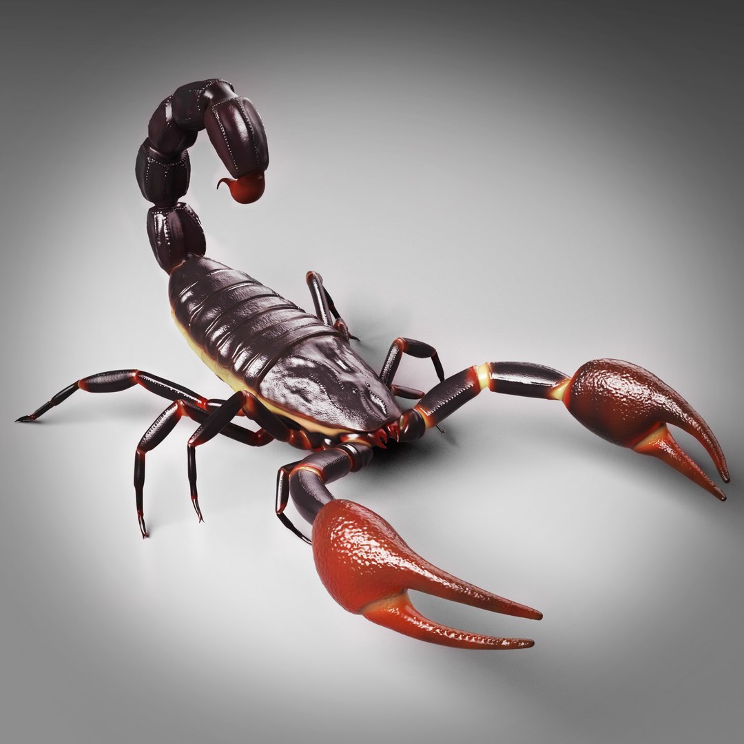 Scorpion Rig Animation 3d Model