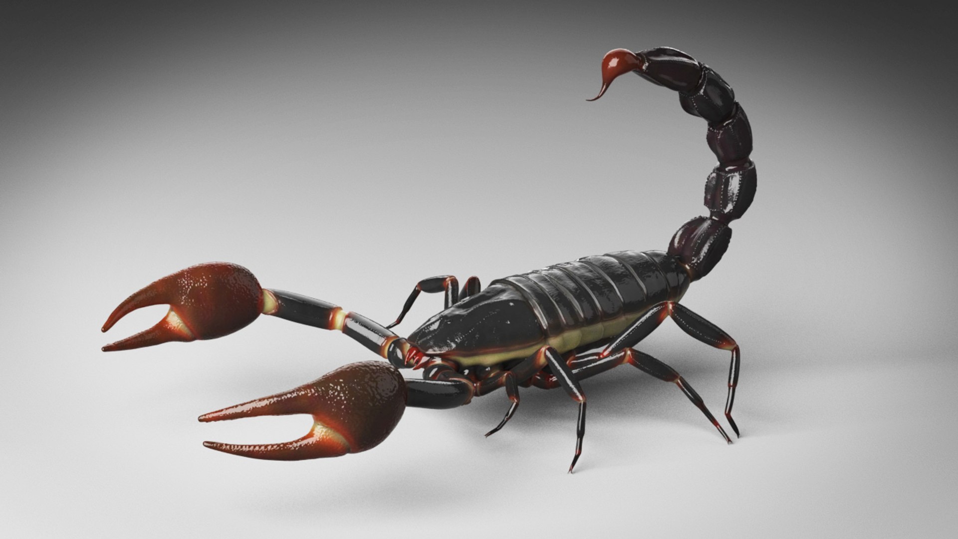 Scorpion Rig Animation 3d Model