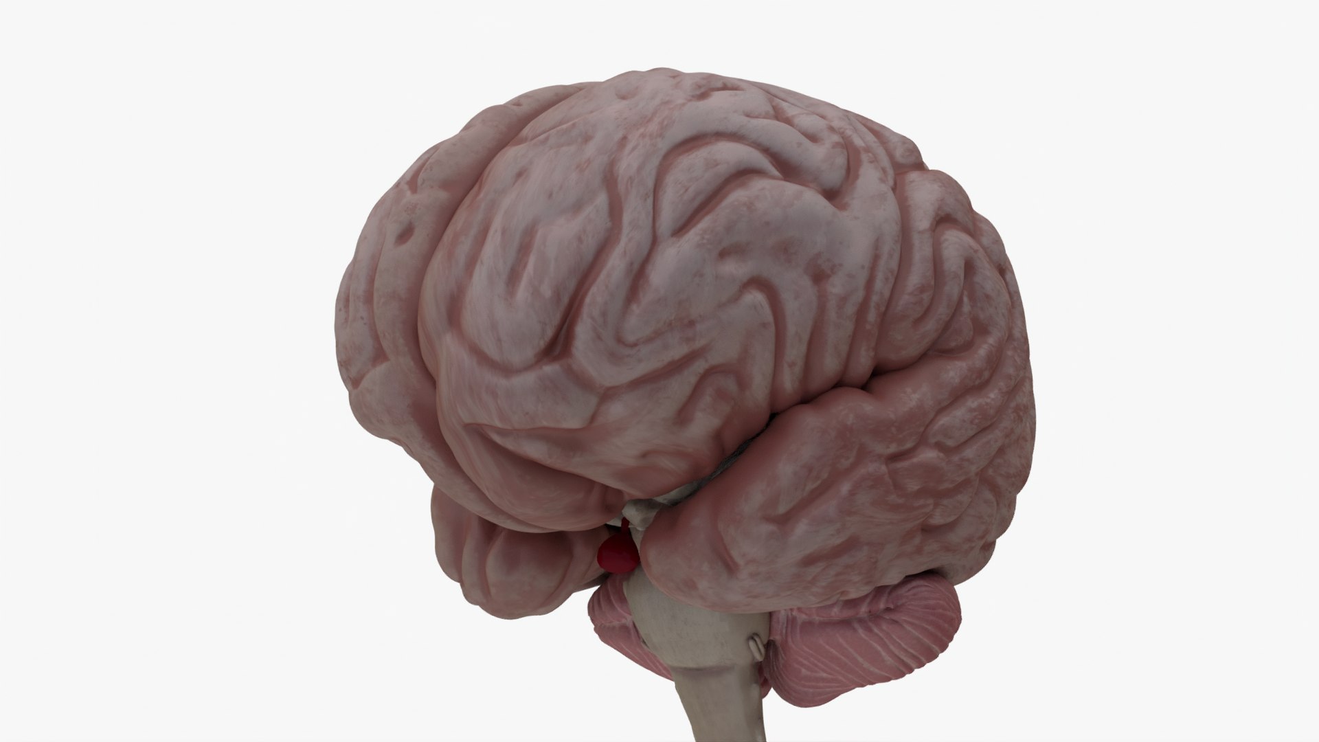 4k Brain 3D - TurboSquid 2099936