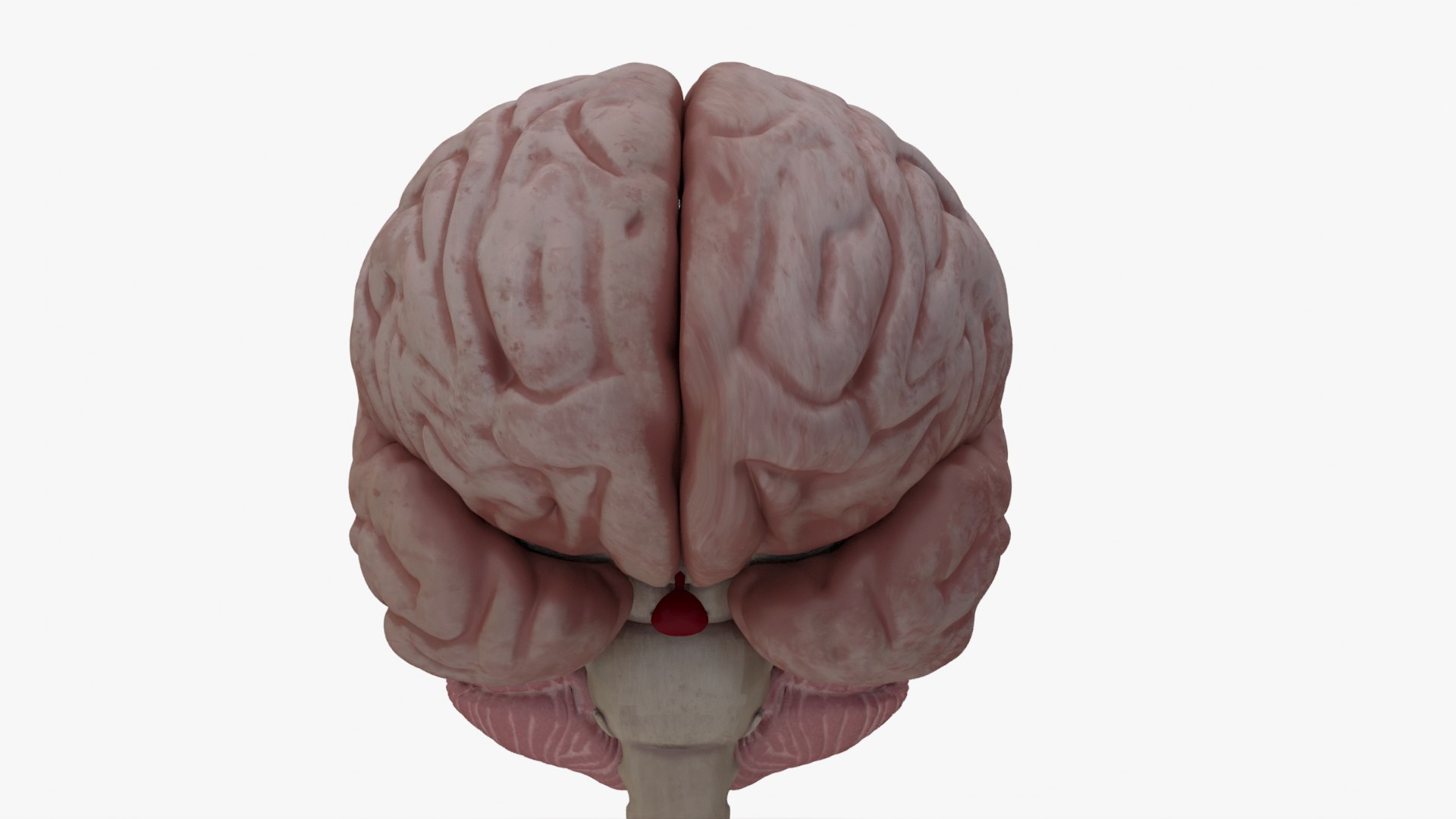 4k Brain 3D - TurboSquid 2099936