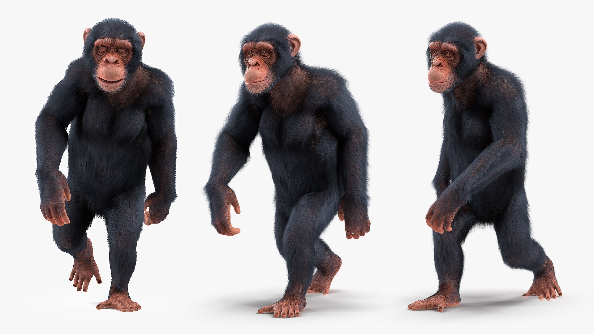 Chimpanzee walking light skin fur 3D - TurboSquid 1435956