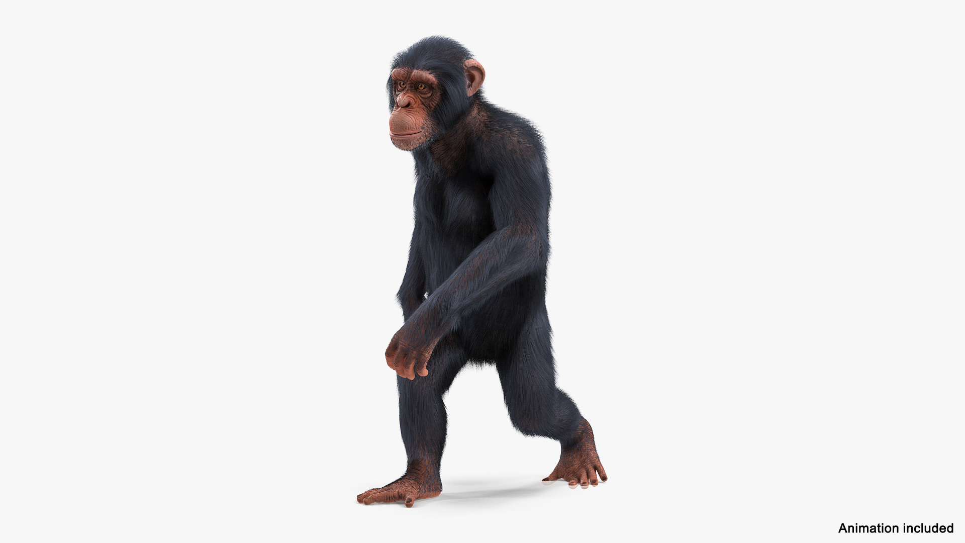 Chimpanzee walking light skin fur 3D - TurboSquid 1435956