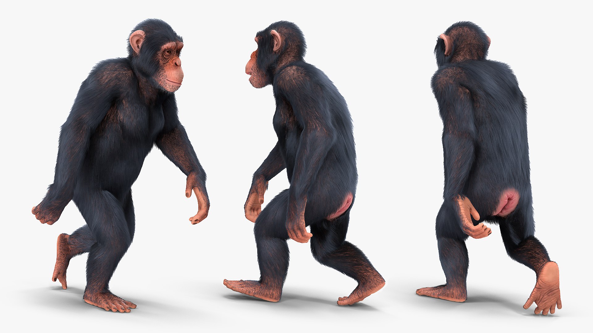 Chimpanzee walking light skin fur 3D - TurboSquid 1435956