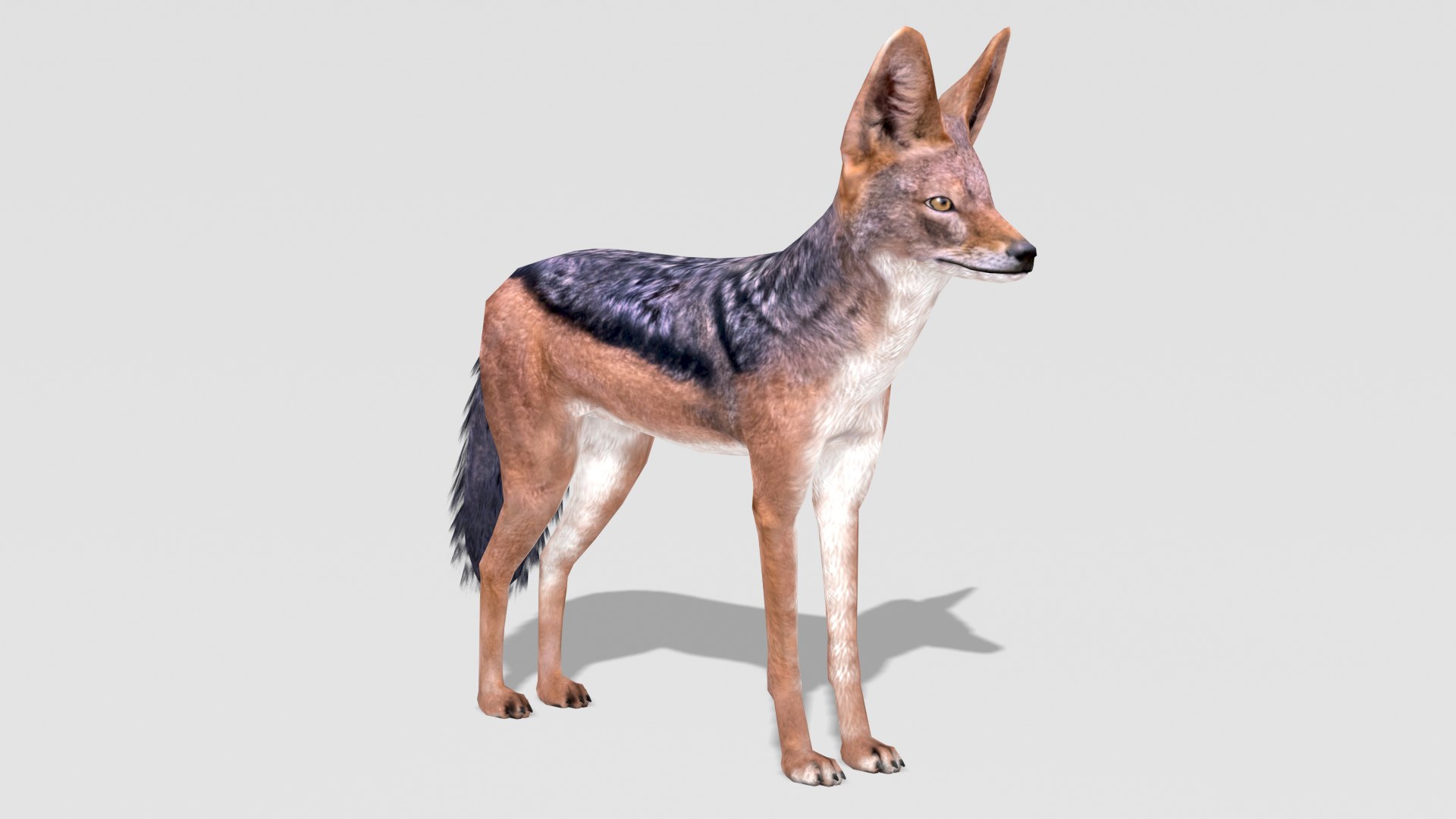 Jackal Model - TurboSquid 2075050