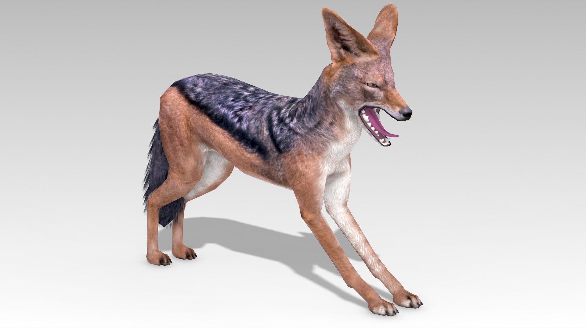 Jackal Model - TurboSquid 2075050