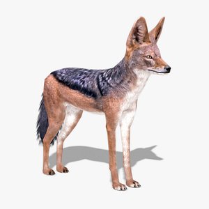 3D Jackal Models - Browse & Download Formats - TurboSquid