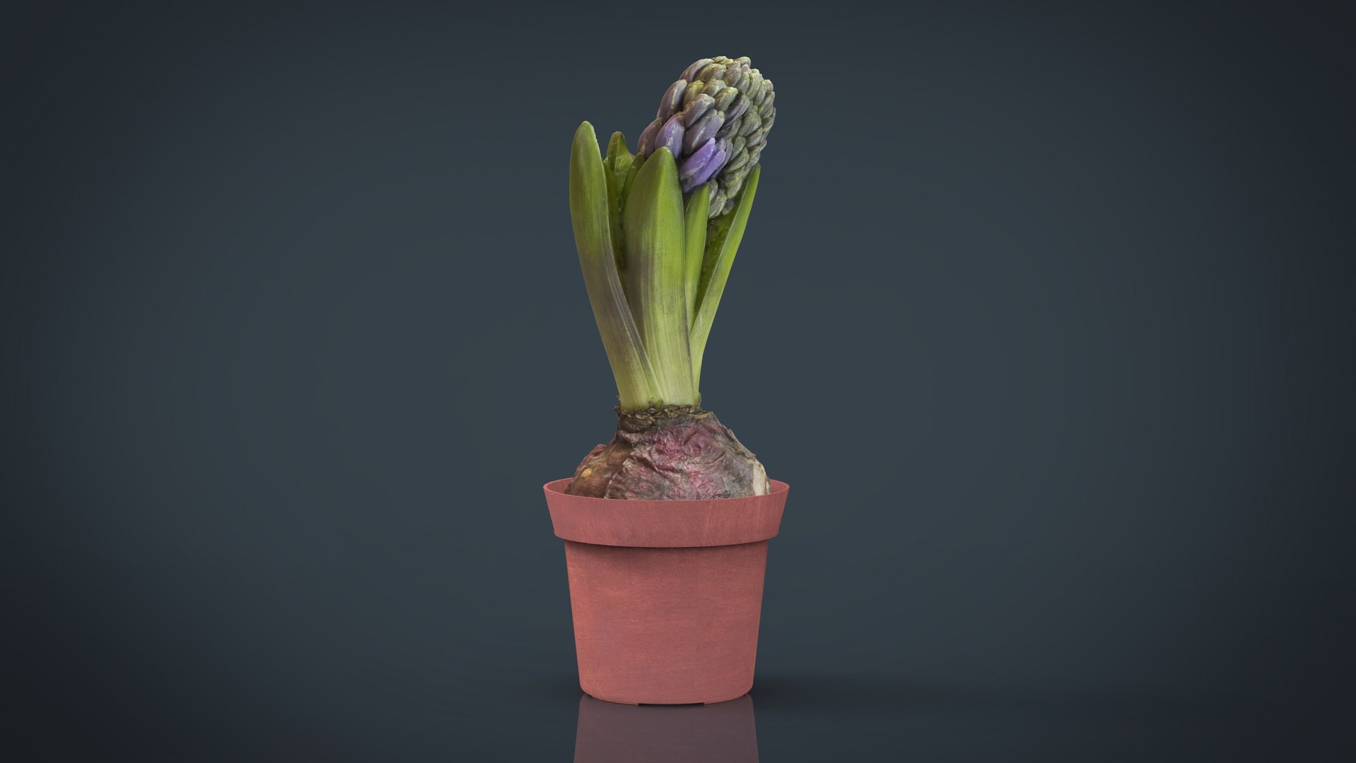 3d plant