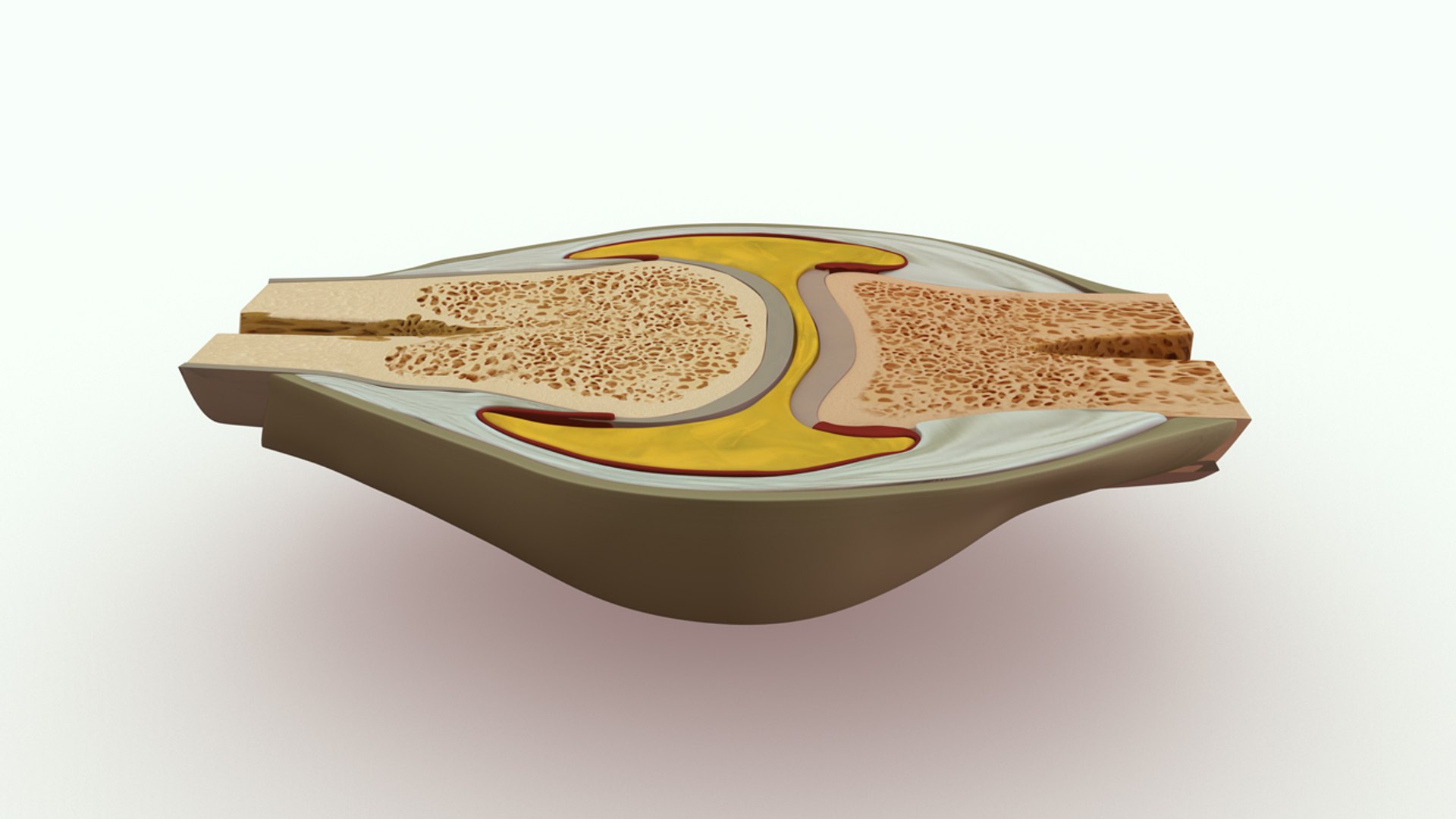 Knee Joint Bone Structure 3d Obj
