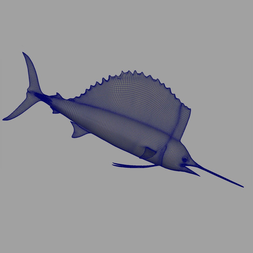 3D sailfish fish - TurboSquid 1167162