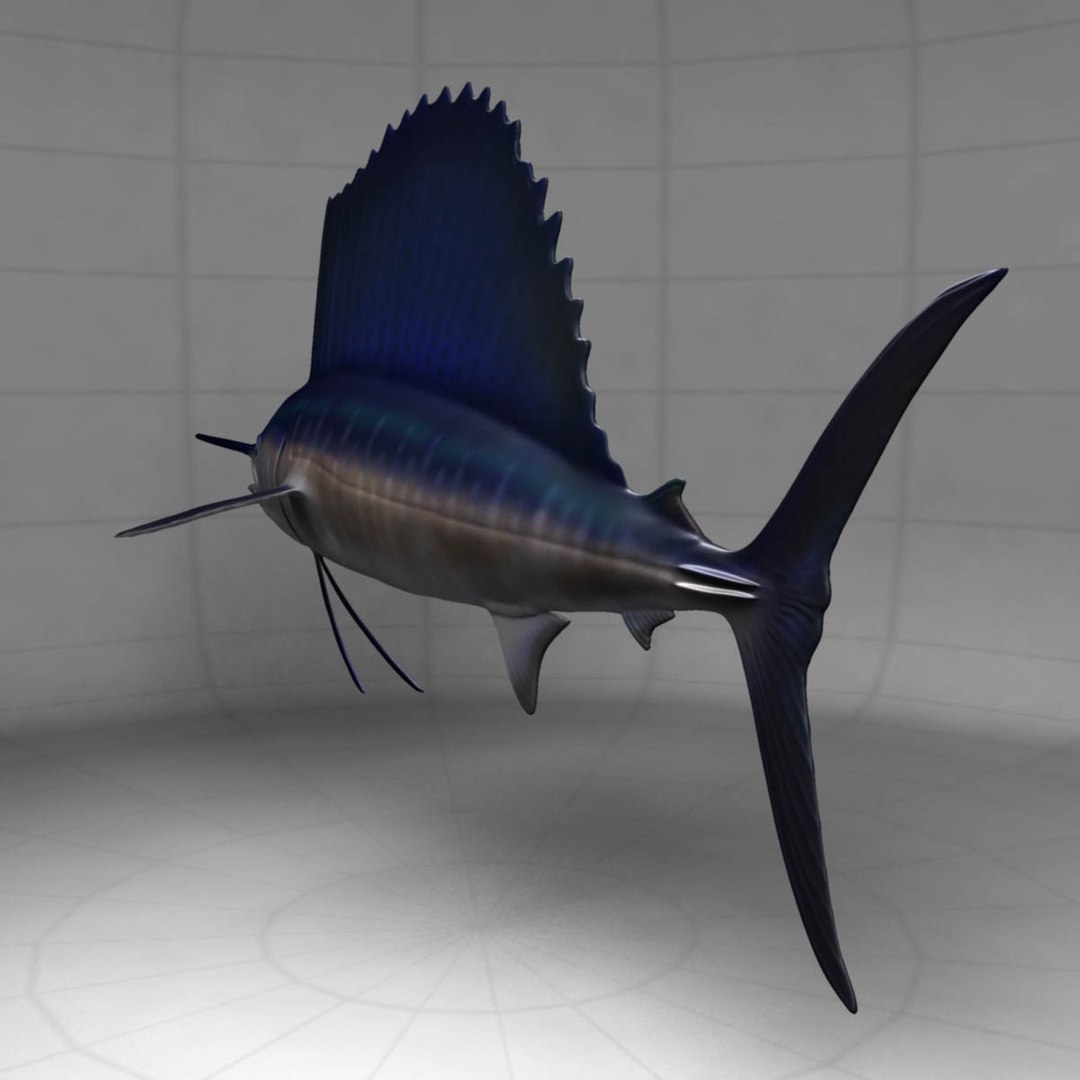 3D sailfish fish - TurboSquid 1167162