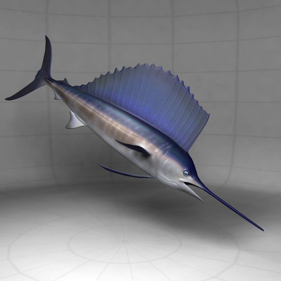 3D sailfish fish - TurboSquid 1167162