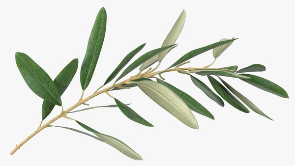 Olive Tree Branch No Olives 3D model - TurboSquid 1944944
