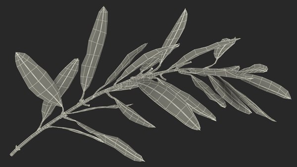 Olive Tree Branch No Olives 3D model - TurboSquid 1944944