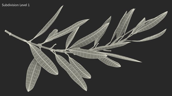 Olive Tree Branch No Olives 3D model - TurboSquid 1944944