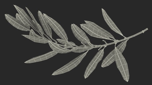 Olive Tree Branch No Olives 3D model - TurboSquid 1944944