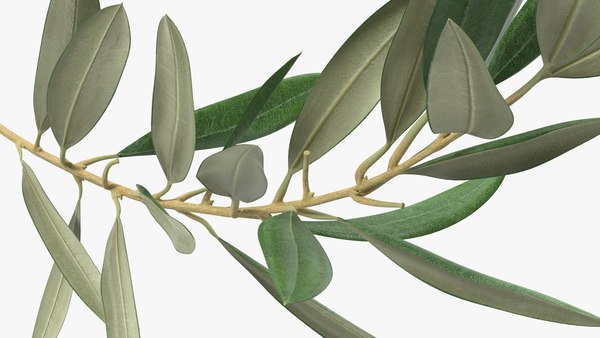 Olive Tree Branch No Olives 3D model - TurboSquid 1944944