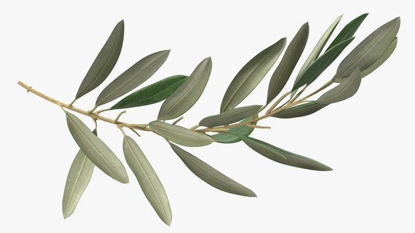 Olive Tree Branch No Olives 3D model - TurboSquid 1944944