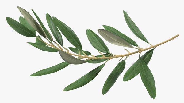 Olive Tree Branch No Olives 3D model - TurboSquid 1944944