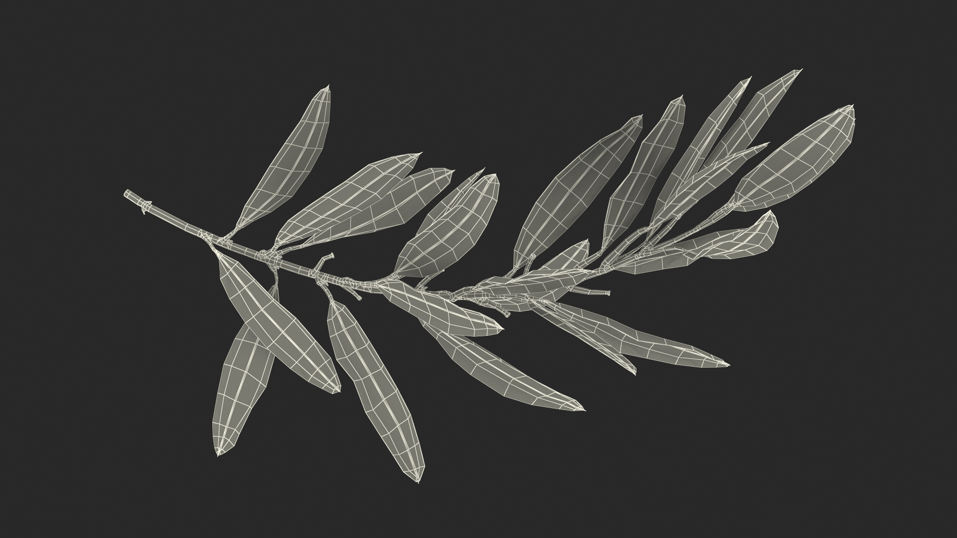 Olive Tree Branch Drawing