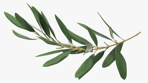 Olive Tree Branch No Olives 3D model - TurboSquid 1944944