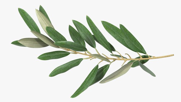 Olive Tree Branch No Olives 3D model - TurboSquid 1944944