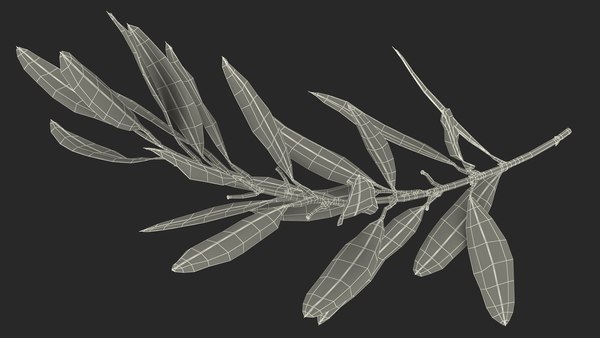 Olive Tree Branch No Olives 3D model - TurboSquid 1944944
