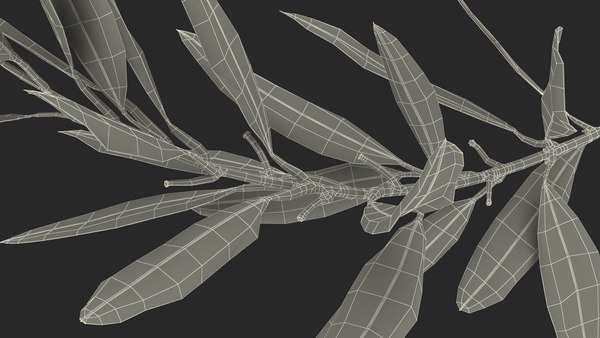 Olive Tree Branch No Olives 3D model - TurboSquid 1944944