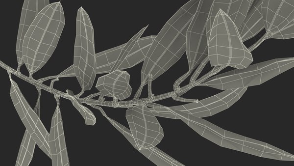 Olive Tree Branch No Olives 3D model - TurboSquid 1944944