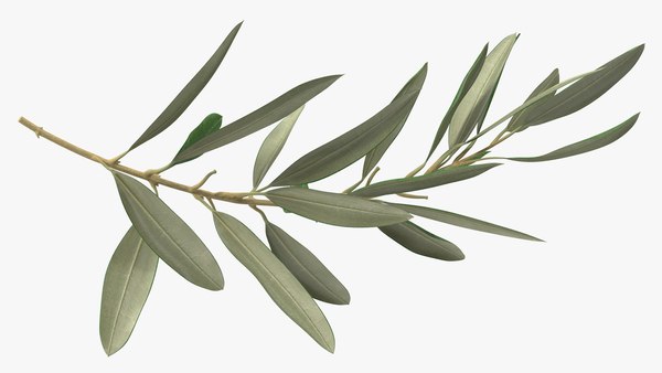 Olive Tree Branch No Olives 3D model - TurboSquid 1944944