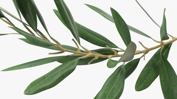 Olive Tree Branch No Olives 3D model - TurboSquid 1944944