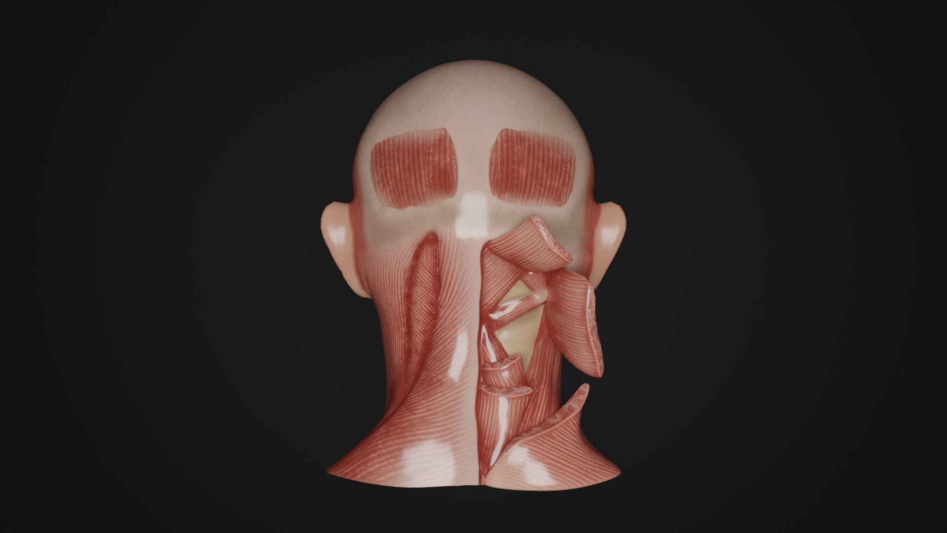 Human Anatomy-Muscular System-Nape Posterior Superficial View 3D Model ...