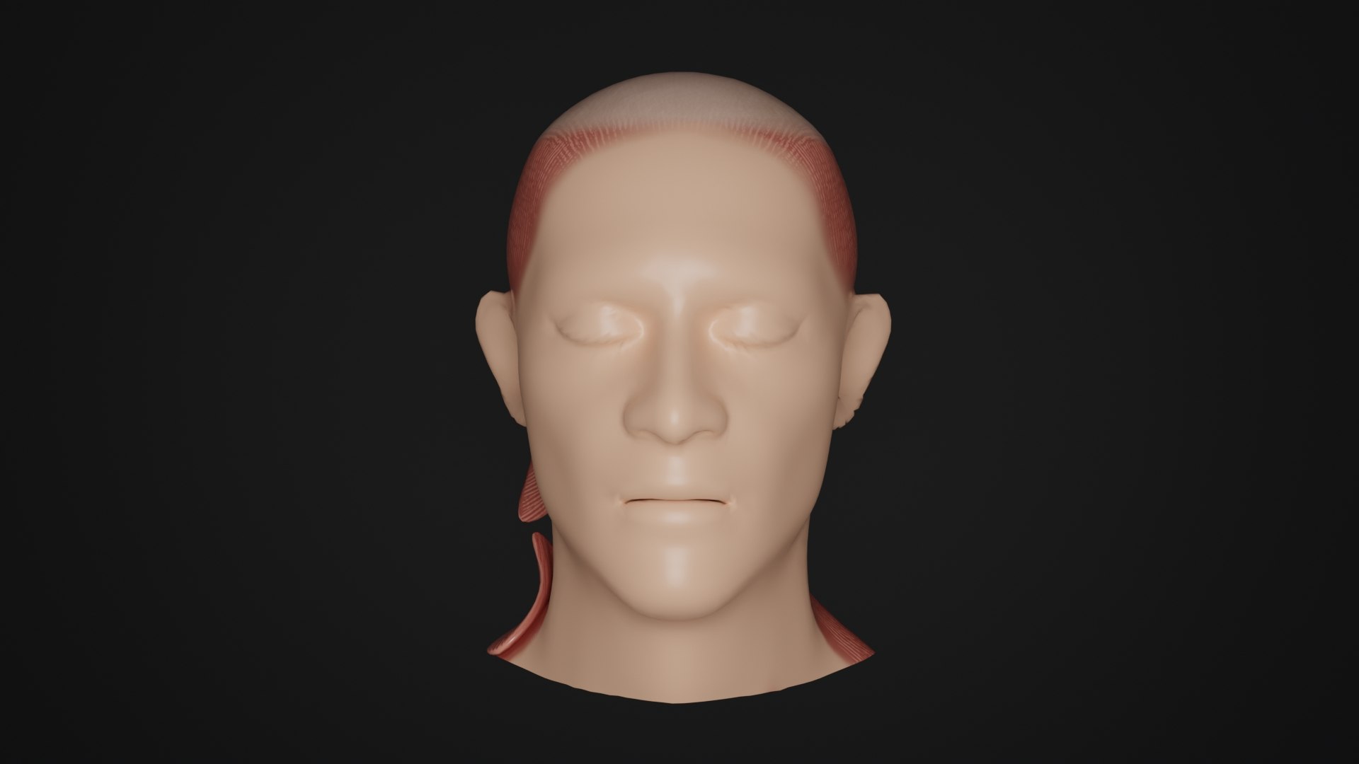 Human Anatomy-Muscular System-Nape Posterior Superficial View 3D Model ...