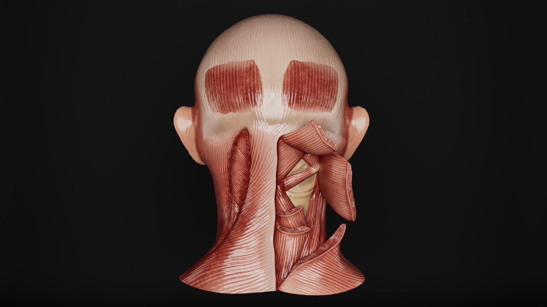 Visão superficial posterior da anatomia humana-sistema muscular-nuca ...