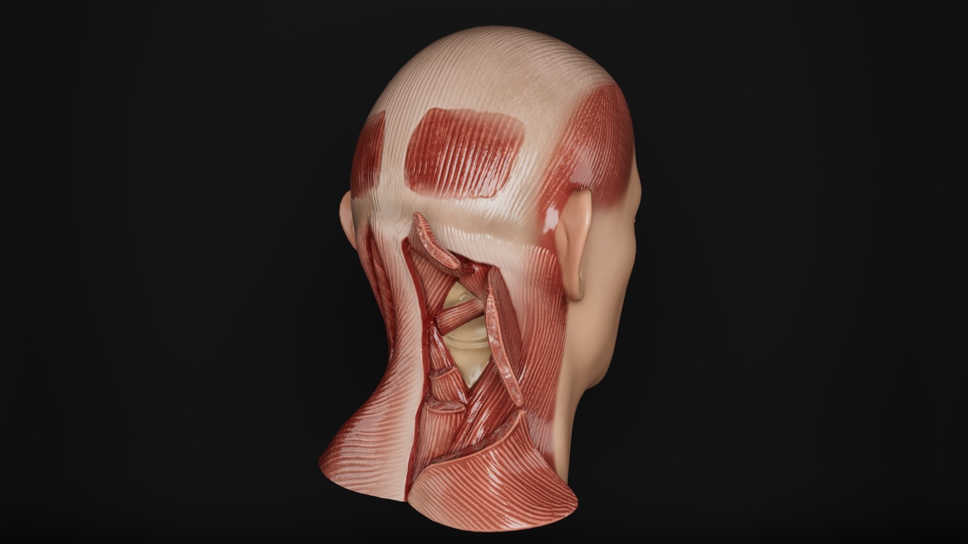 Human Anatomy-Muscular System-Nape Posterior Superficial View 3D Model ...