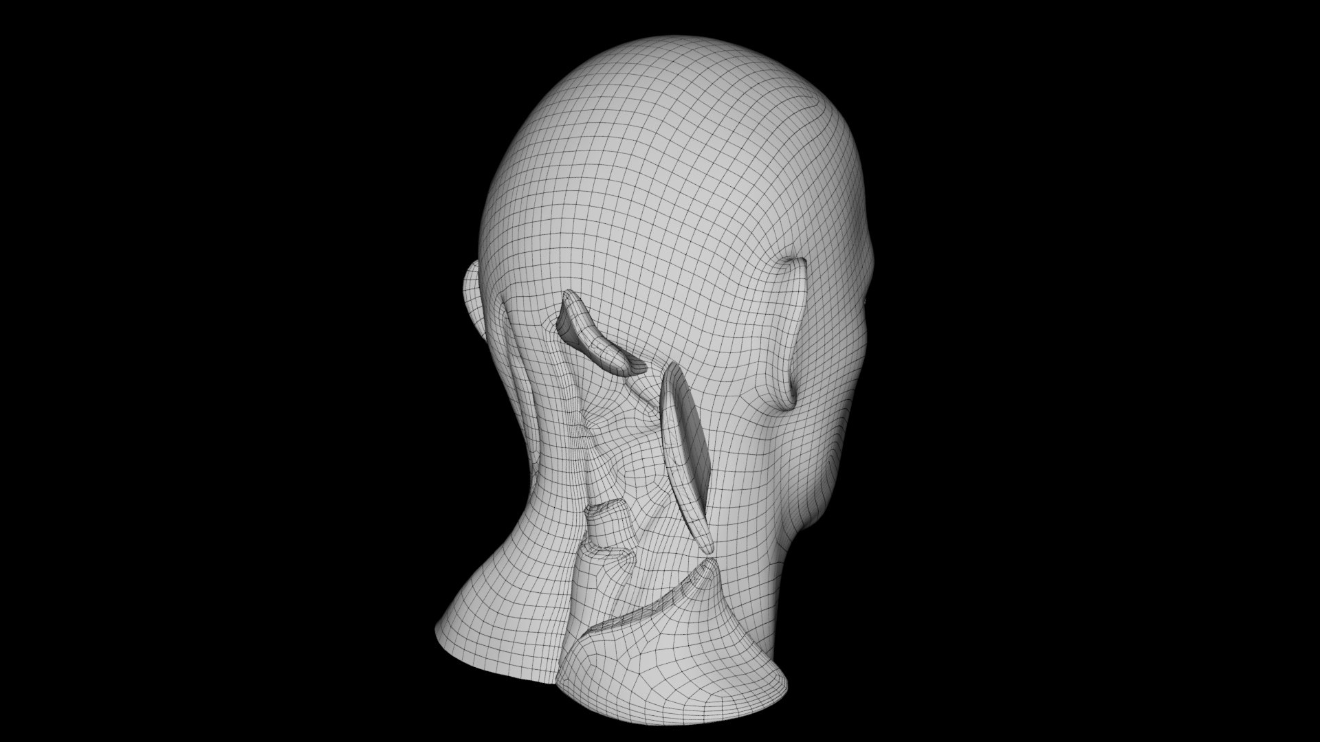 Human Anatomy-Muscular System-Nape Posterior Superficial View 3D Model ...