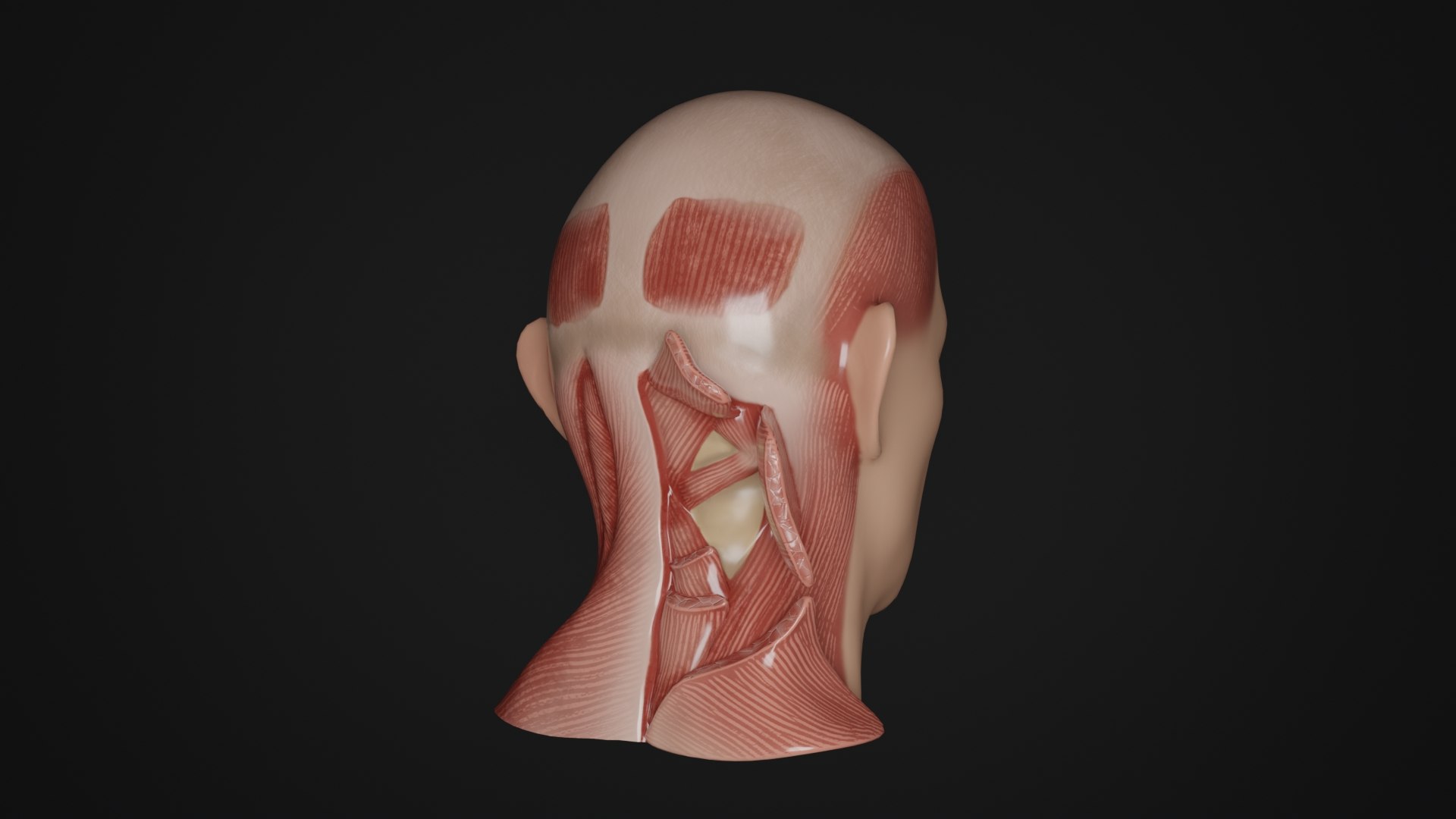 Human Anatomy-Muscular System-Nape Posterior Superficial View 3D Model ...