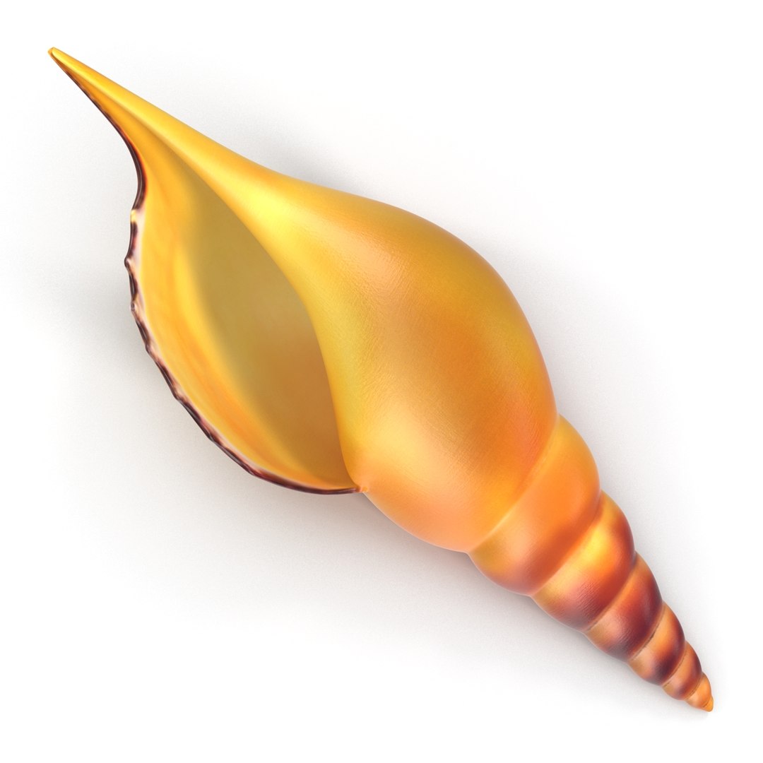 Sea shells 3D model | 1143933 | TurboSquid