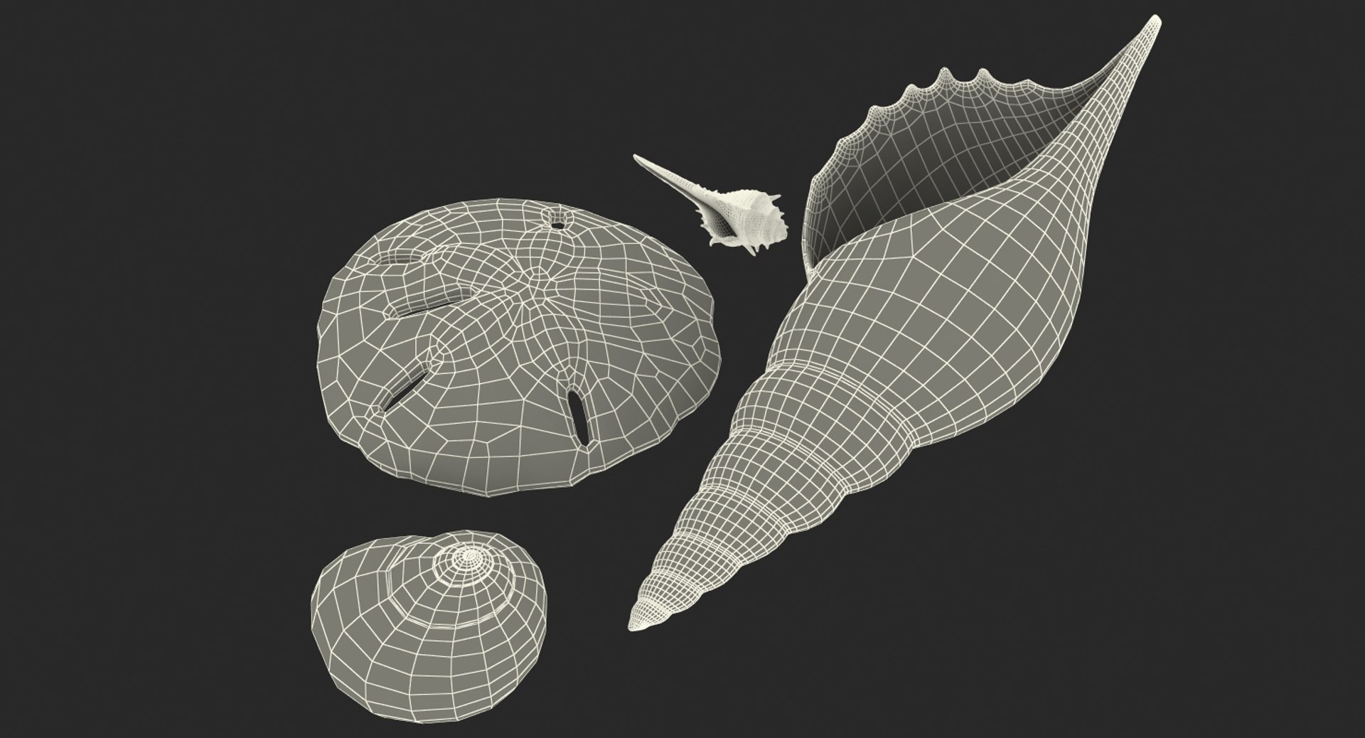 Sea shells 3D model | 1143933 | TurboSquid