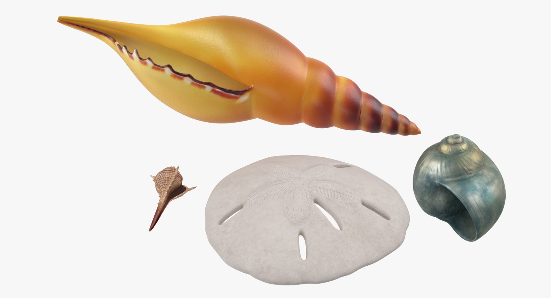 Sea Shells 3D Model | 1143933 | TurboSquid