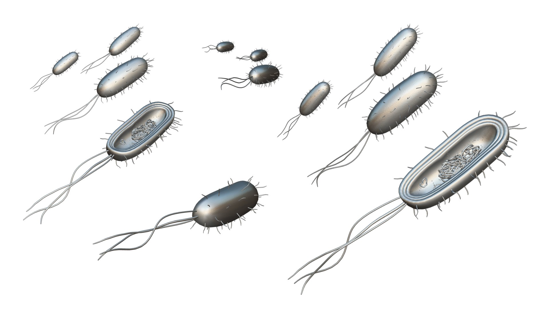 3D Prokaryotic Bacteria Cell Anatomy Model - TurboSquid 2132311